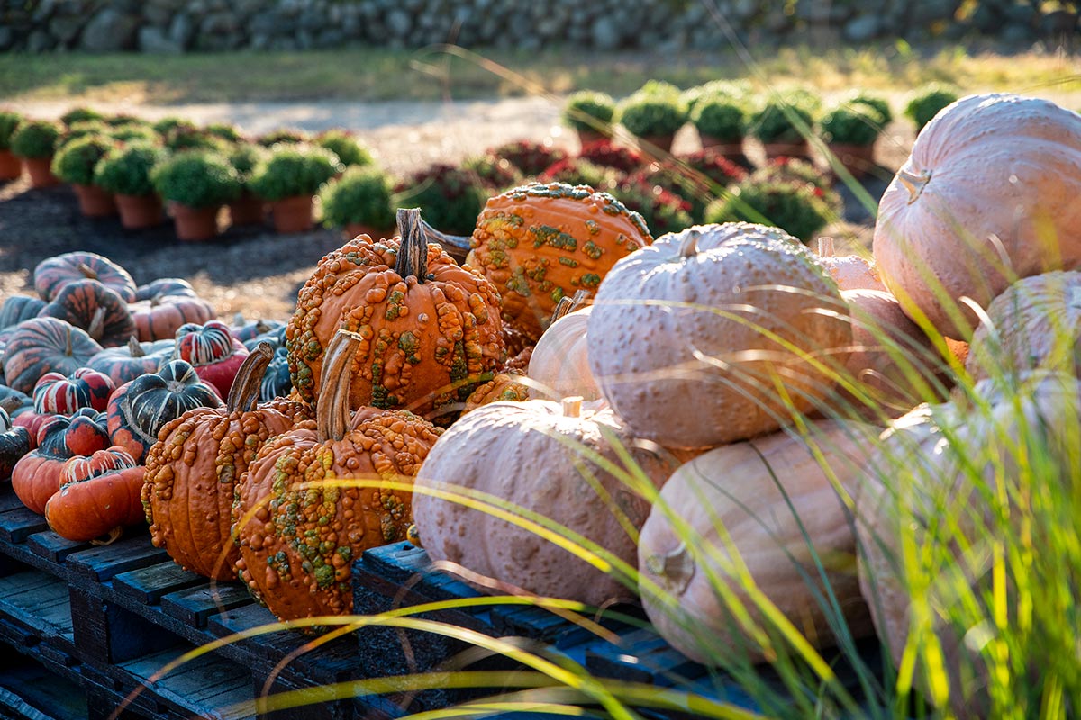 Entertainment Gallery - Clark Farms