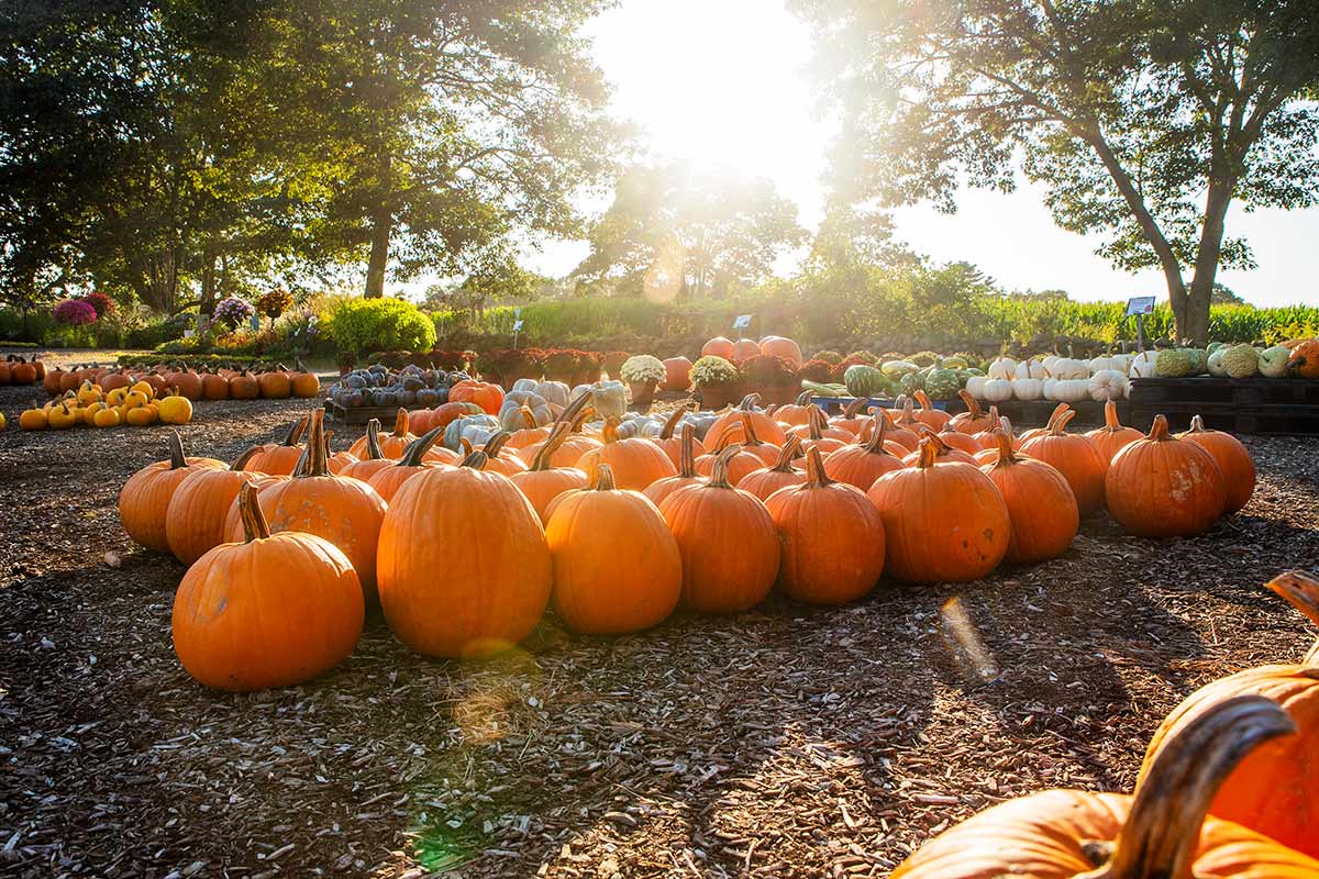 Entertainment Gallery - Clark Farms