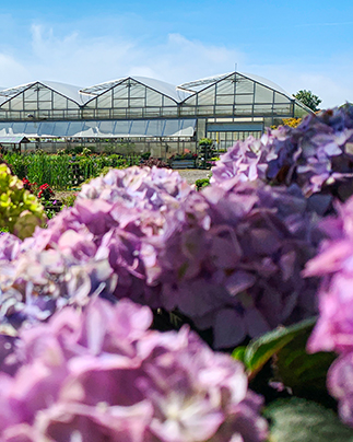 Garden Center - Clark Farms