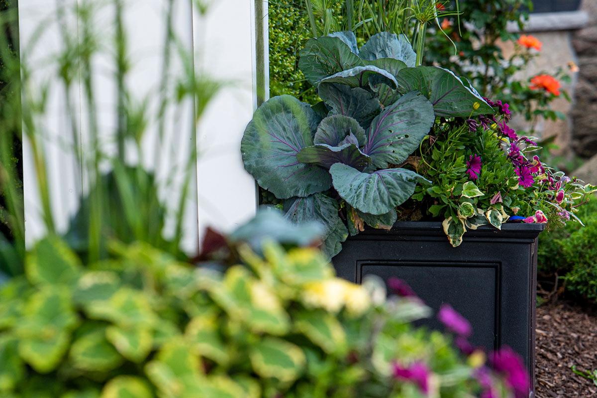 Colorscape Portfolio - Clark Farms