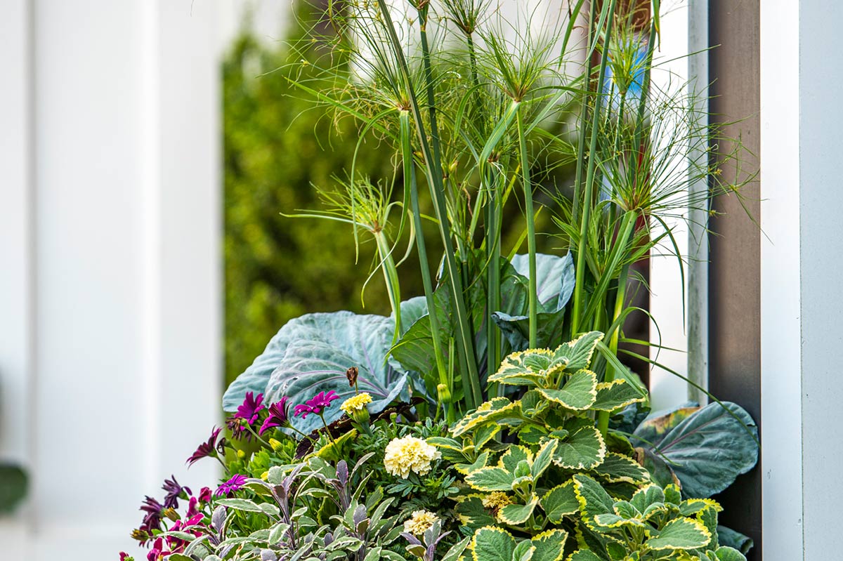 Colorscape Portfolio - Clark Farms