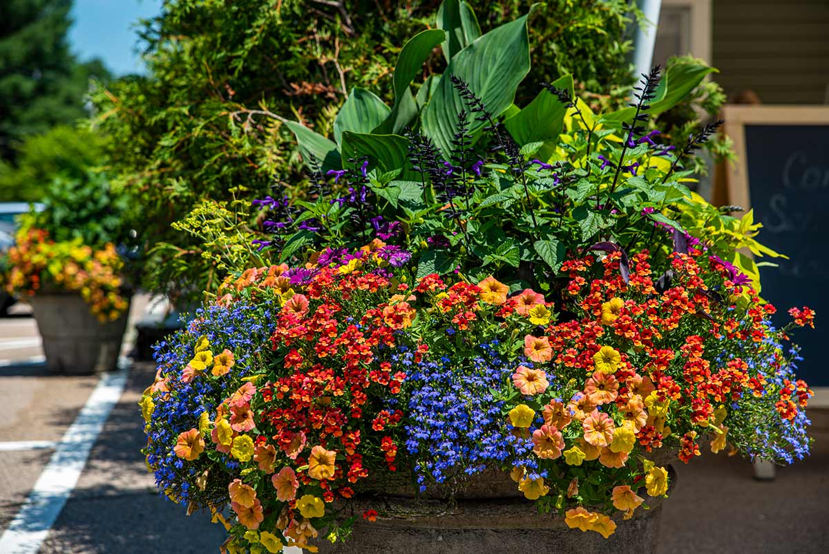 Colorscape Portfolio - Clark Farms