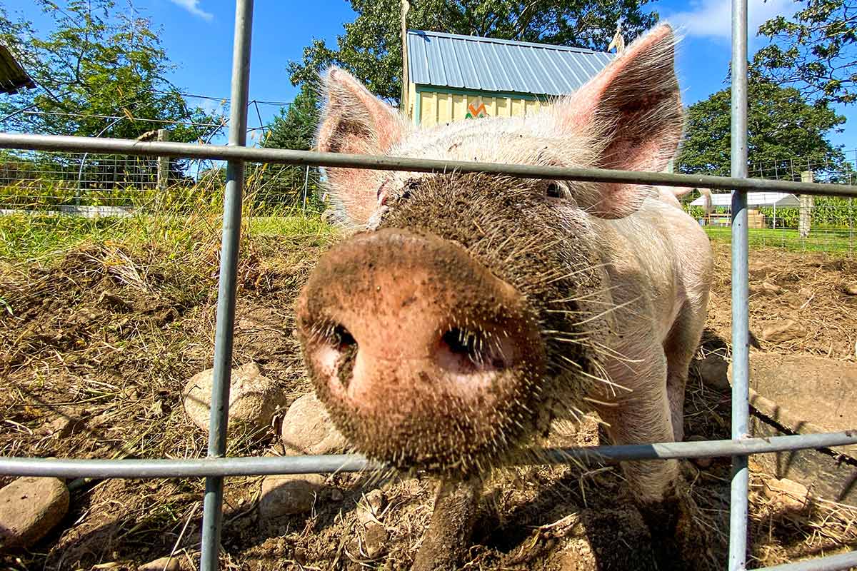 Entertainment Gallery - Clark Farms