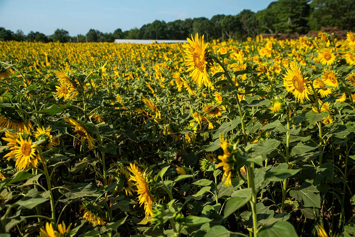 Entertainment Gallery - Clark Farms